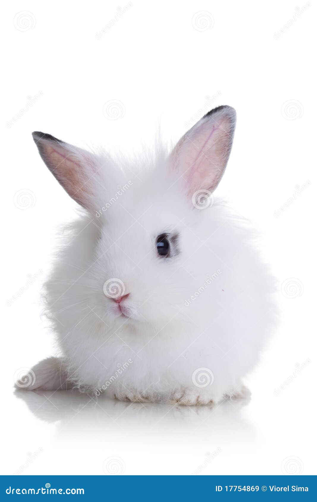 Little white rabbit stock image. Image of soft, tame - 17754869