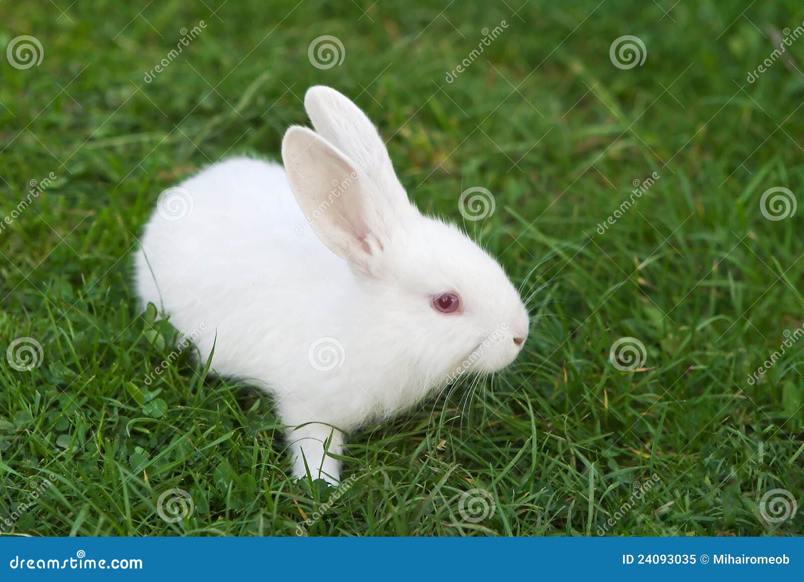 Little white rabbit stock image. Image of environment - 24093035
