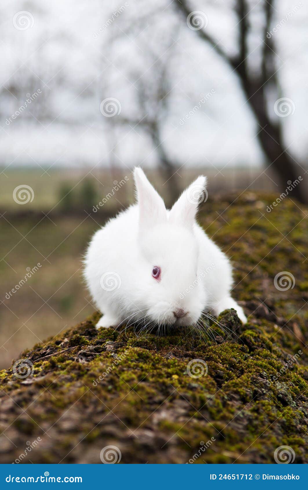 Little white rabbit stock photo. Image of meadow, ears - 24651712