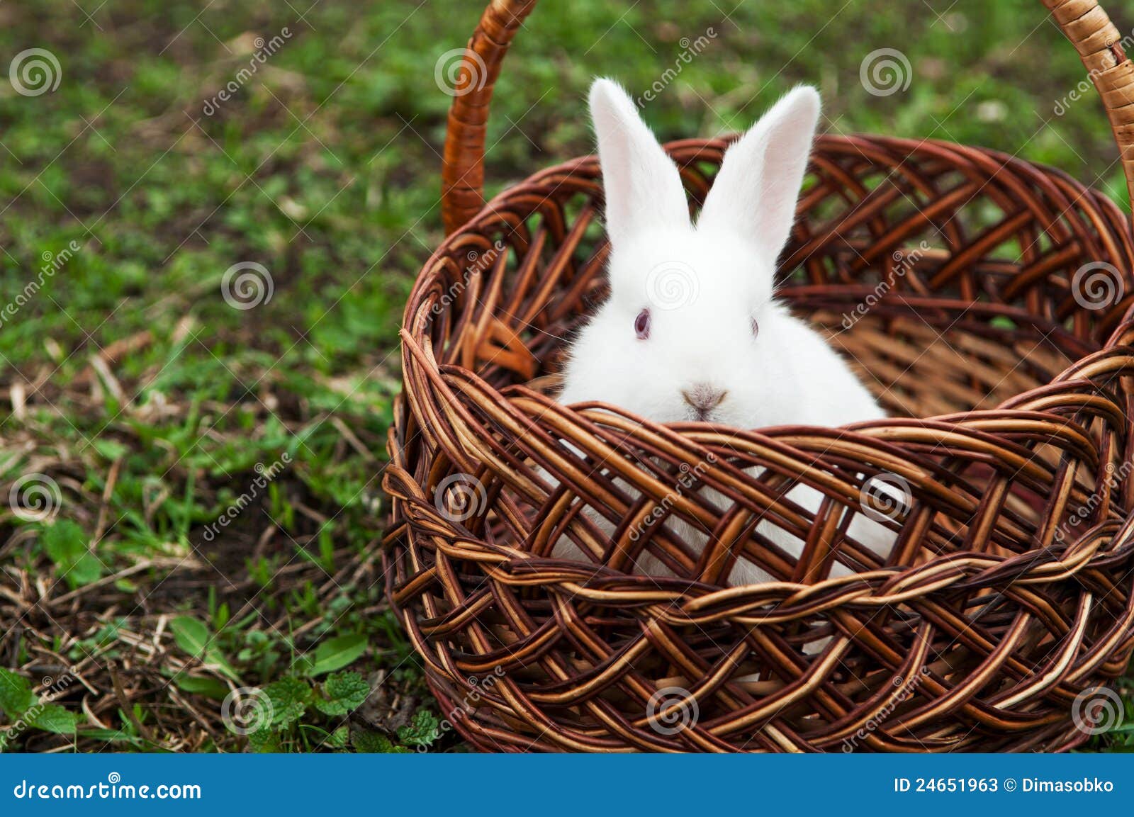 Little white rabbit stock image. Image of field, outdoor - 24651963