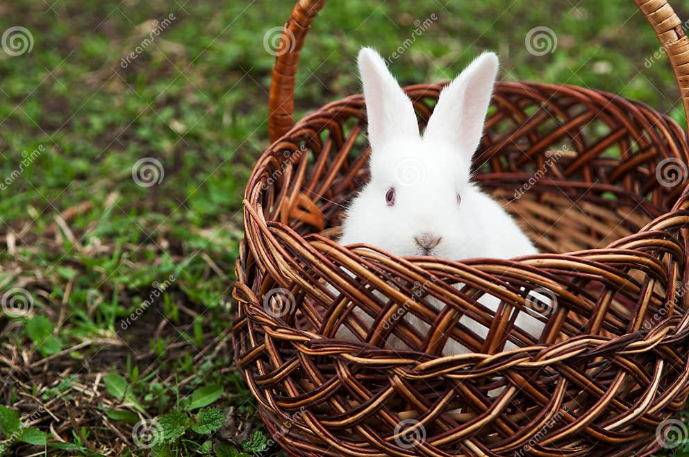 Little white rabbit stock image. Image of field, outdoor - 24651963