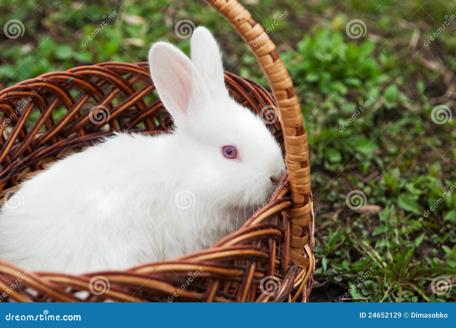 Little white rabbit stock image. Image of farm, little - 24652129