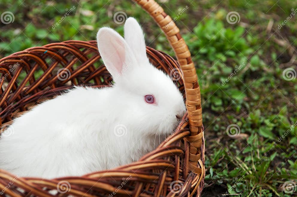 Little white rabbit stock image. Image of farm, little - 24652129