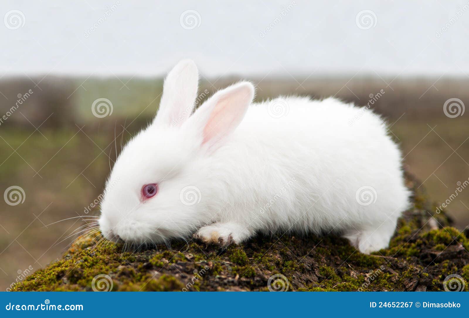 Little white rabbit stock image. Image of hare, animal - 24652267