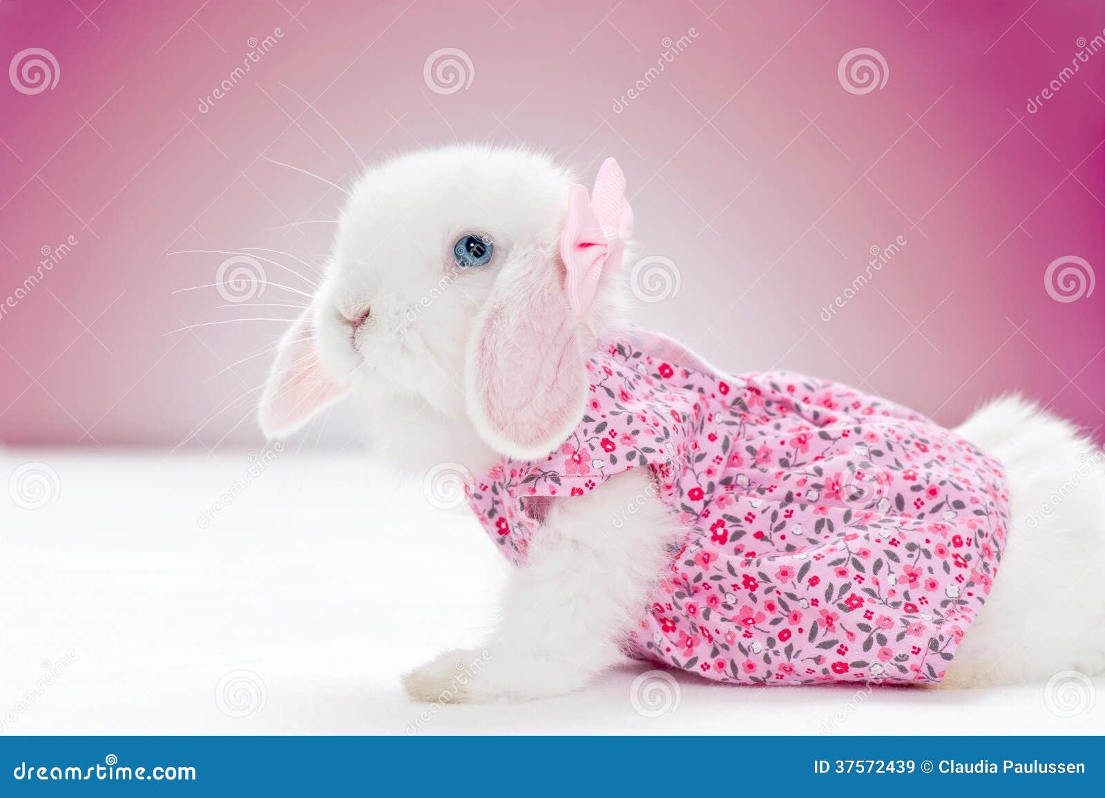 Little white rabbit stock image. Image of birthday, play - 37572439
