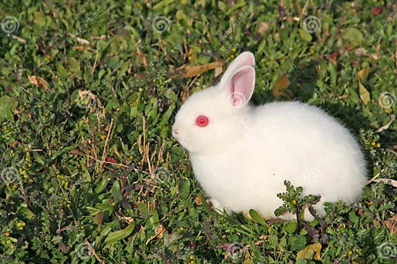 Little White Rabbit stock photo. Image of rabbit, hare - 4195634