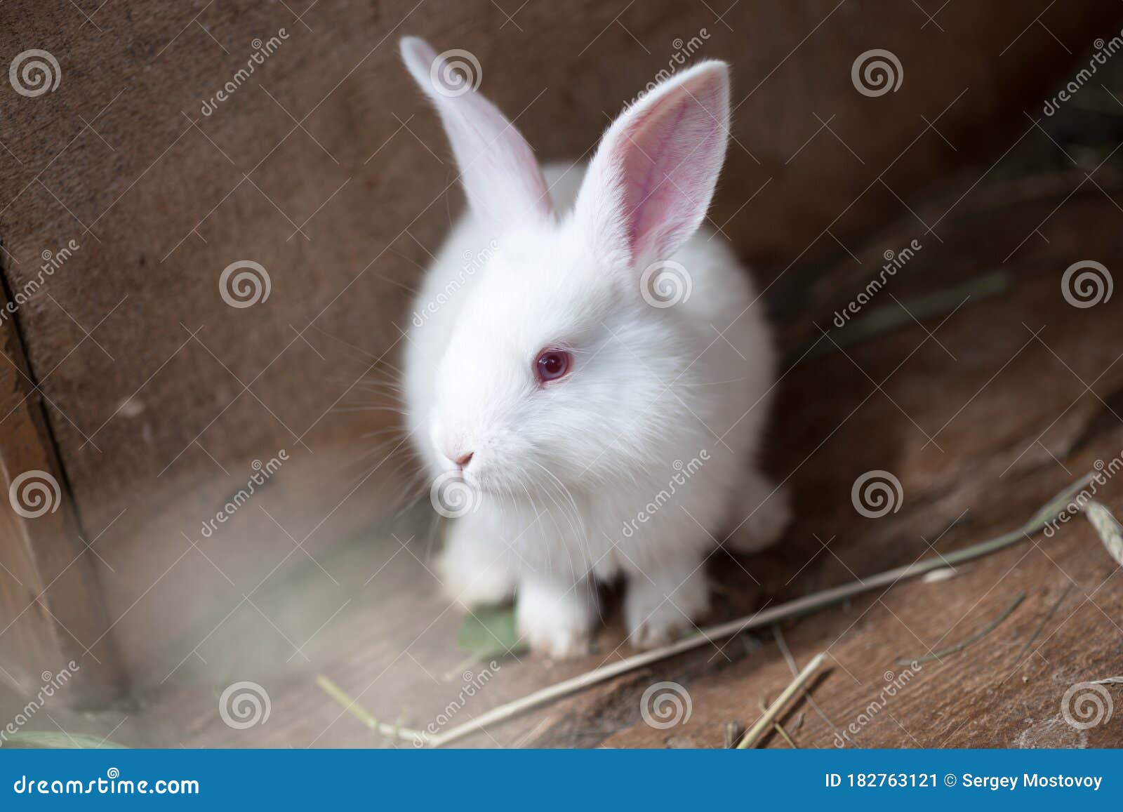 Little white rabbit stock image. Image of baby, nature - 182763121
