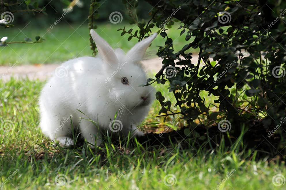 Little White rabbit stock image. Image of funny, nature - 88935495