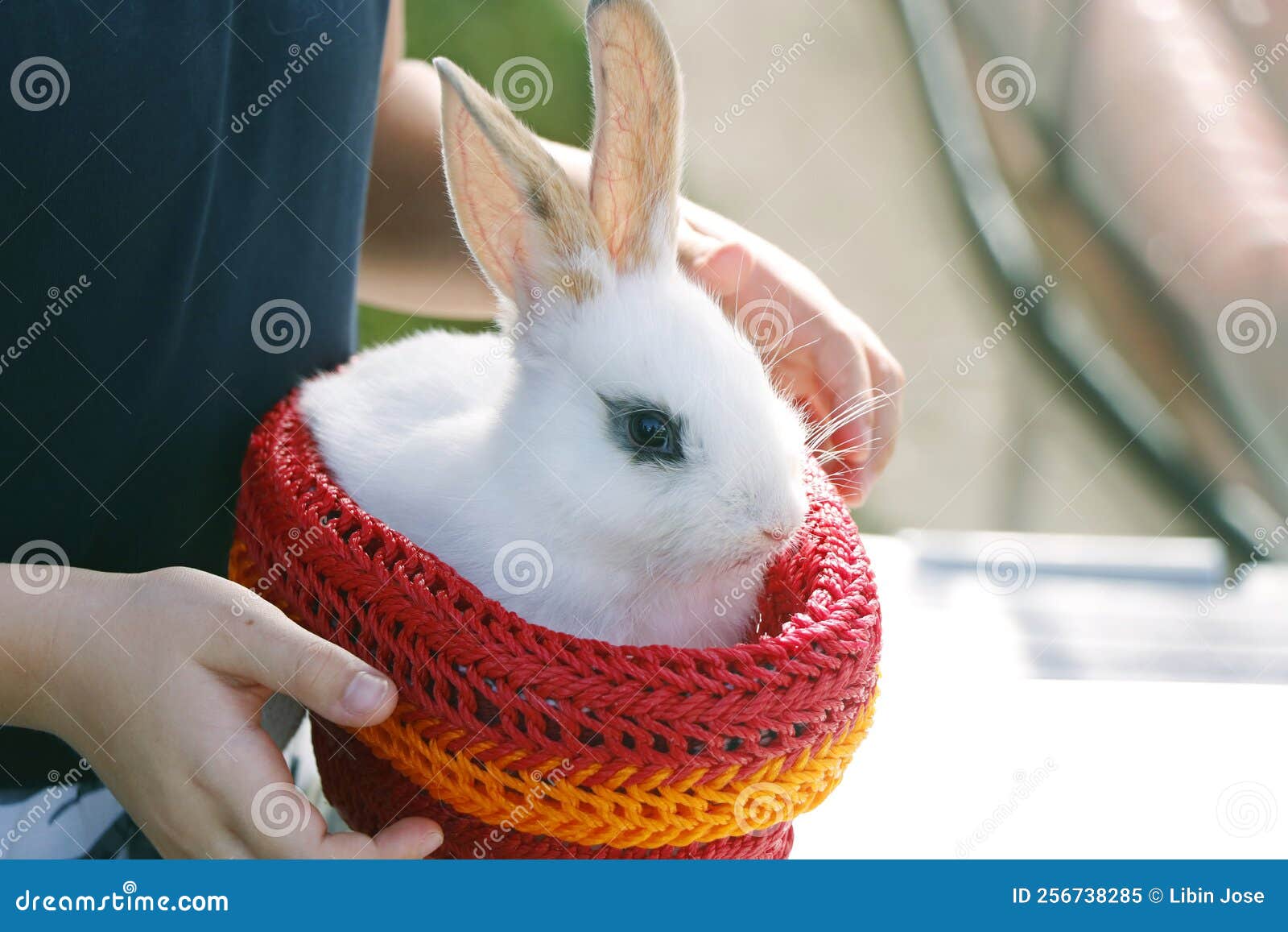 Little White Rabbit or Bunny Sitting in a Small Craft Basket Stock ...