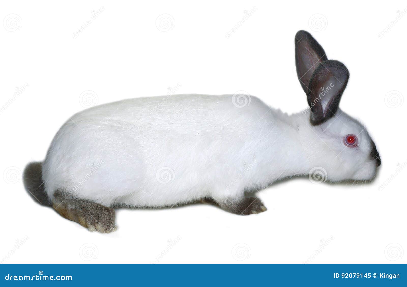 Little White Rabbit of Californian Breed Stock Image - Image of mammal ...