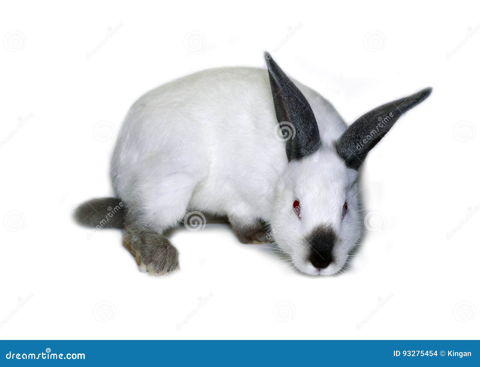 Little White Rabbit of Californian Breed Stock Photo - Image of animal ...