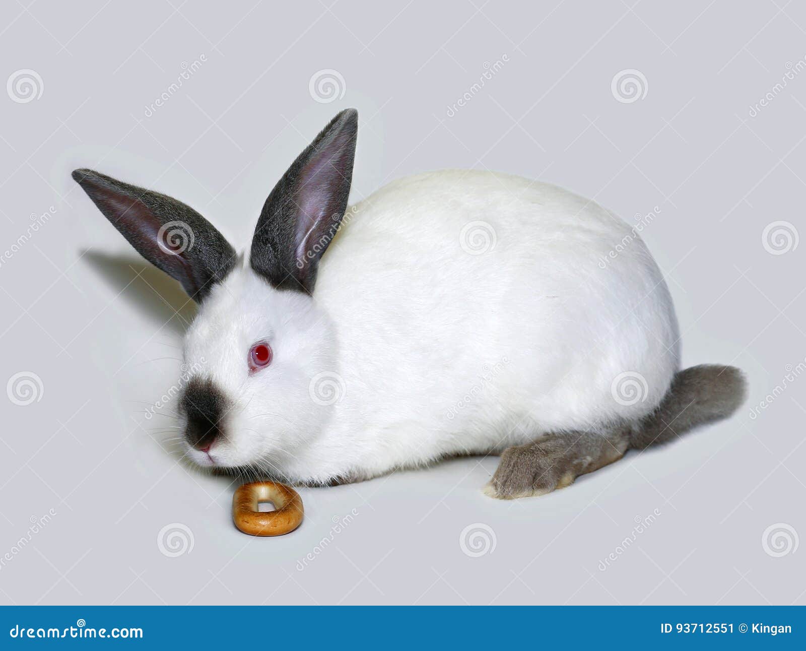 Little White Rabbit of Californian Breed Stock Image - Image of fluffy ...