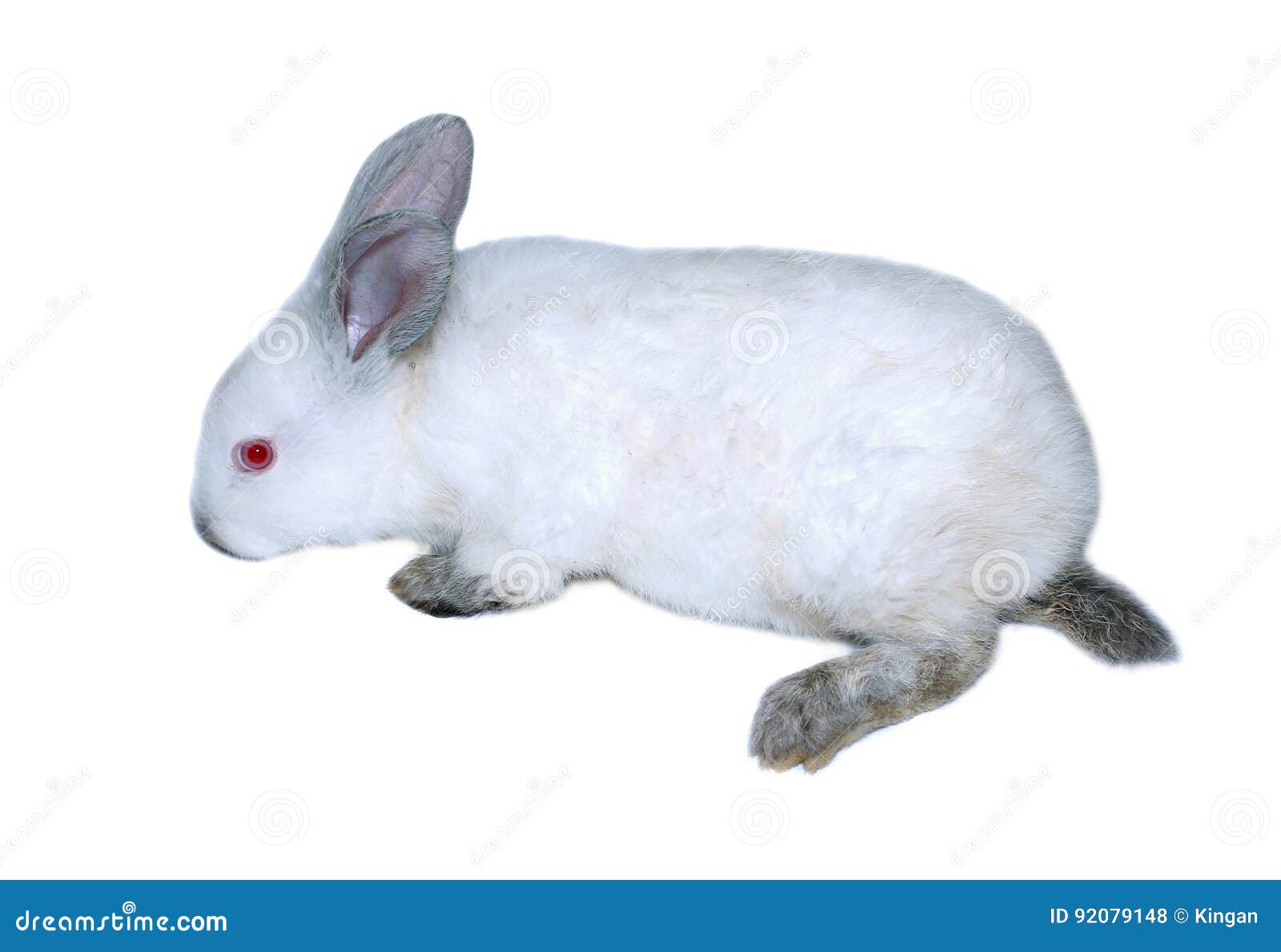 Little White Rabbit of Californian Breed Isolated Stock Photo - Image ...