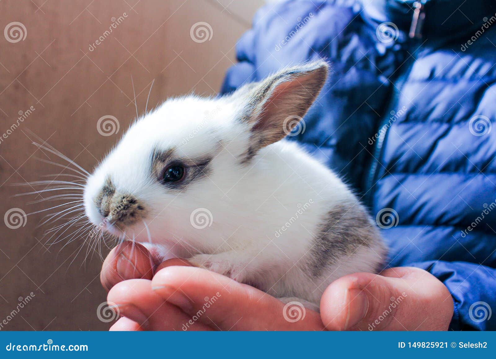 Little White Rabbit in Caring Hands. the Concept of Protection of the ...