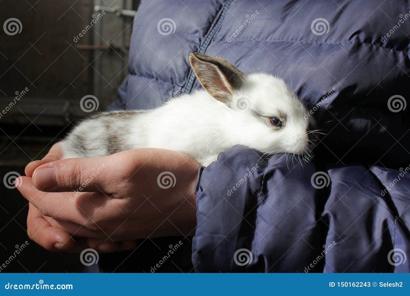 Little White Rabbit in Caring Hands. the Concept of Protection of the ...