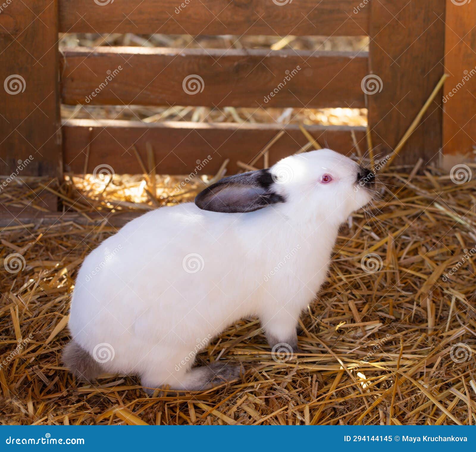 Little White Rabbit on Farm Stock Image - Image of farm, cute: 294144145