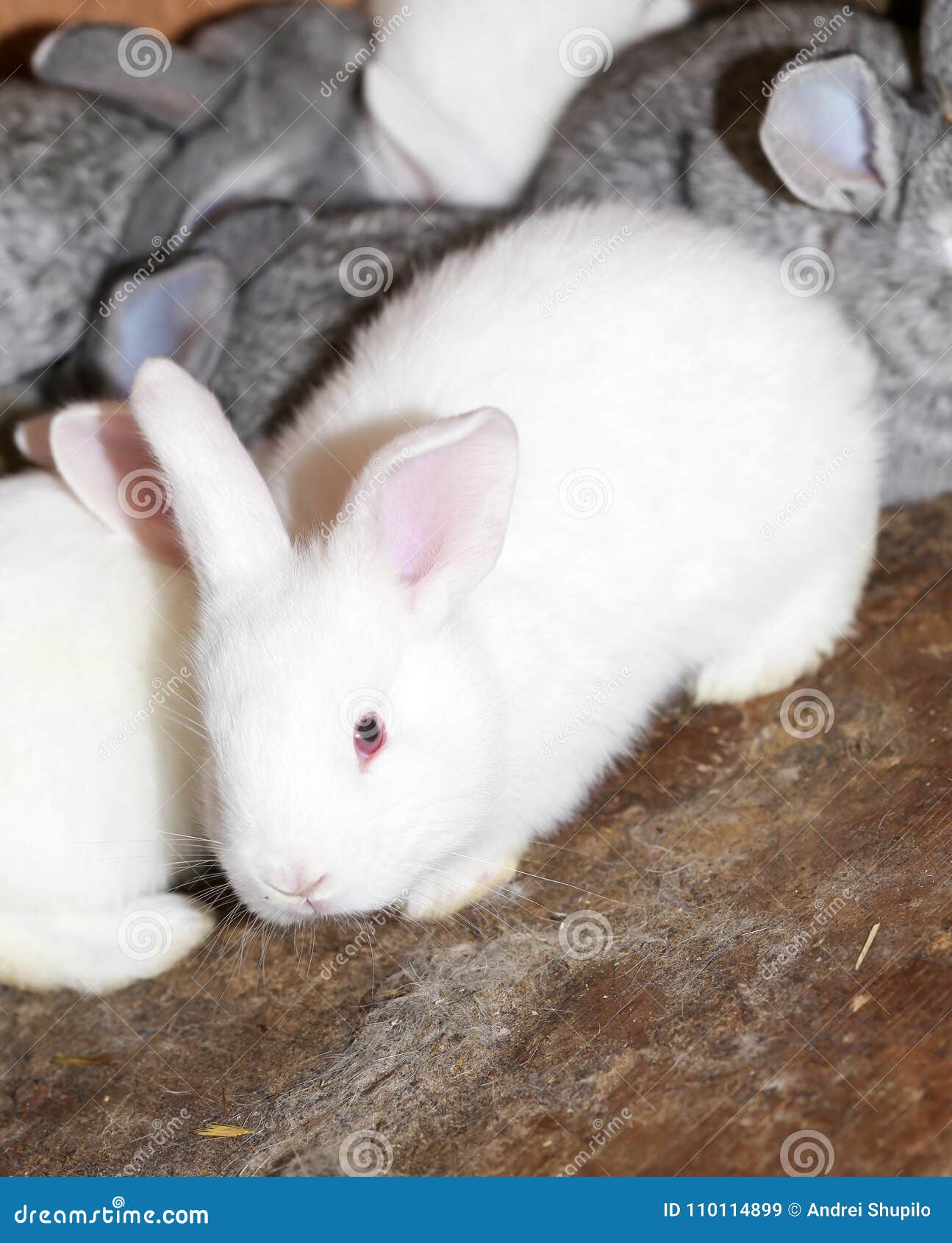 Little White Rabbit on the Farm Stock Image - Image of pretty, huddle ...