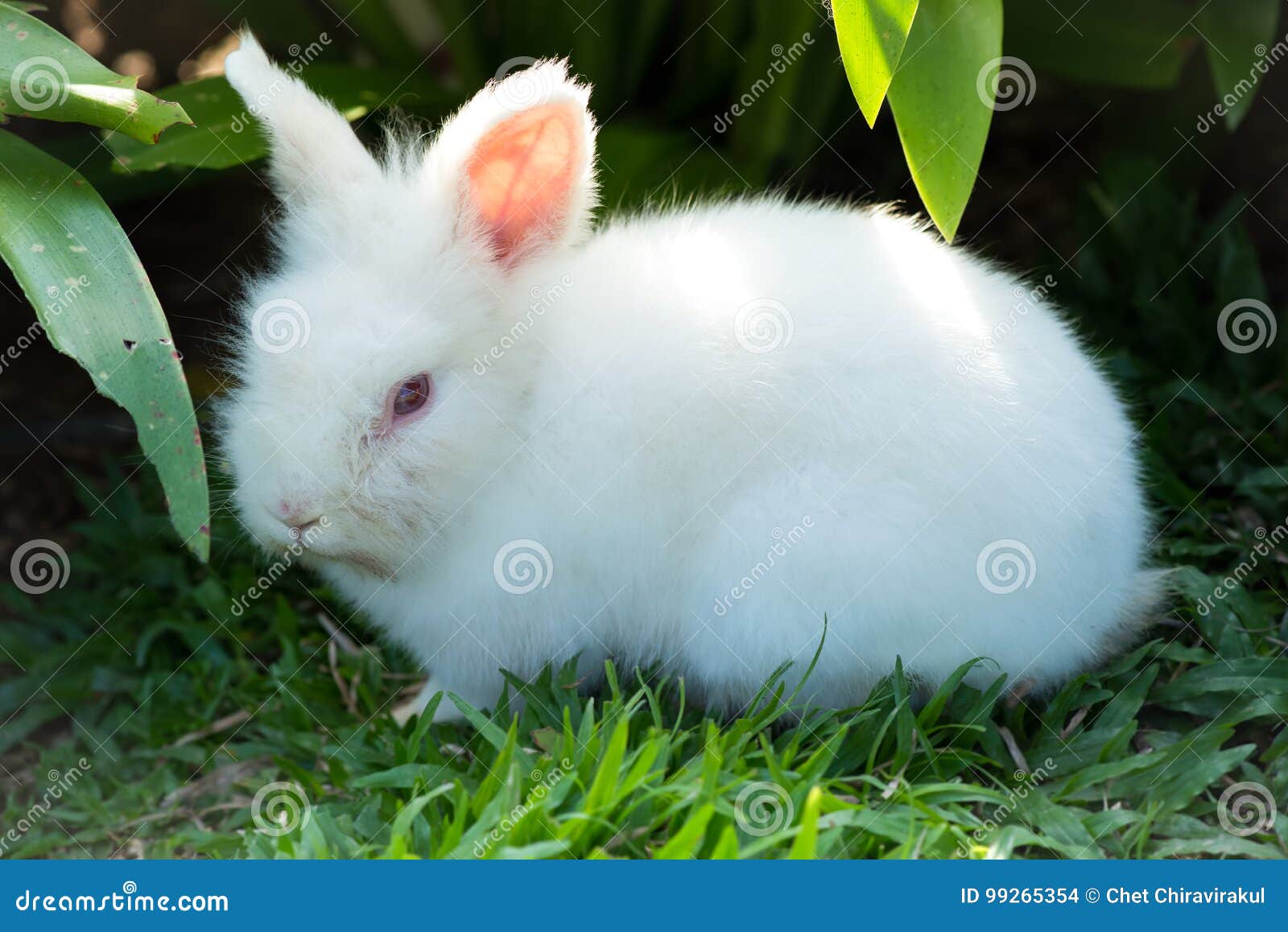 White rabbit in garden. stock photo. Image of backyard - 99265354