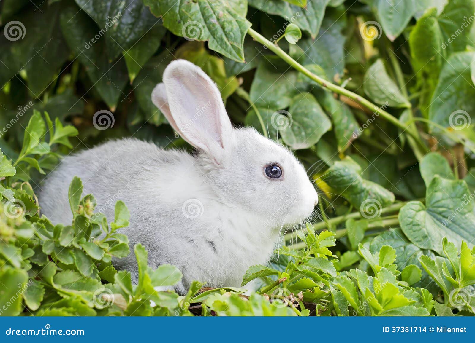 Little white rabbit stock photo. Image of outdoor, hare - 37381714