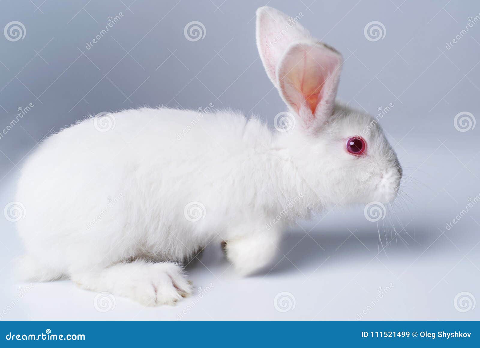 White Rabbit on a Light Gray Background. Stock Image - Image of light ...
