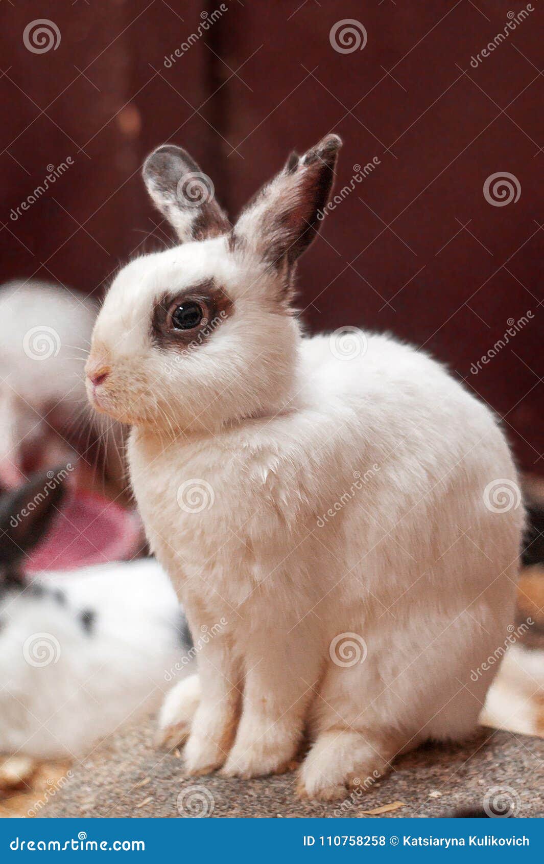 Little white rabbit stock photo. Image of beautiful - 110758258