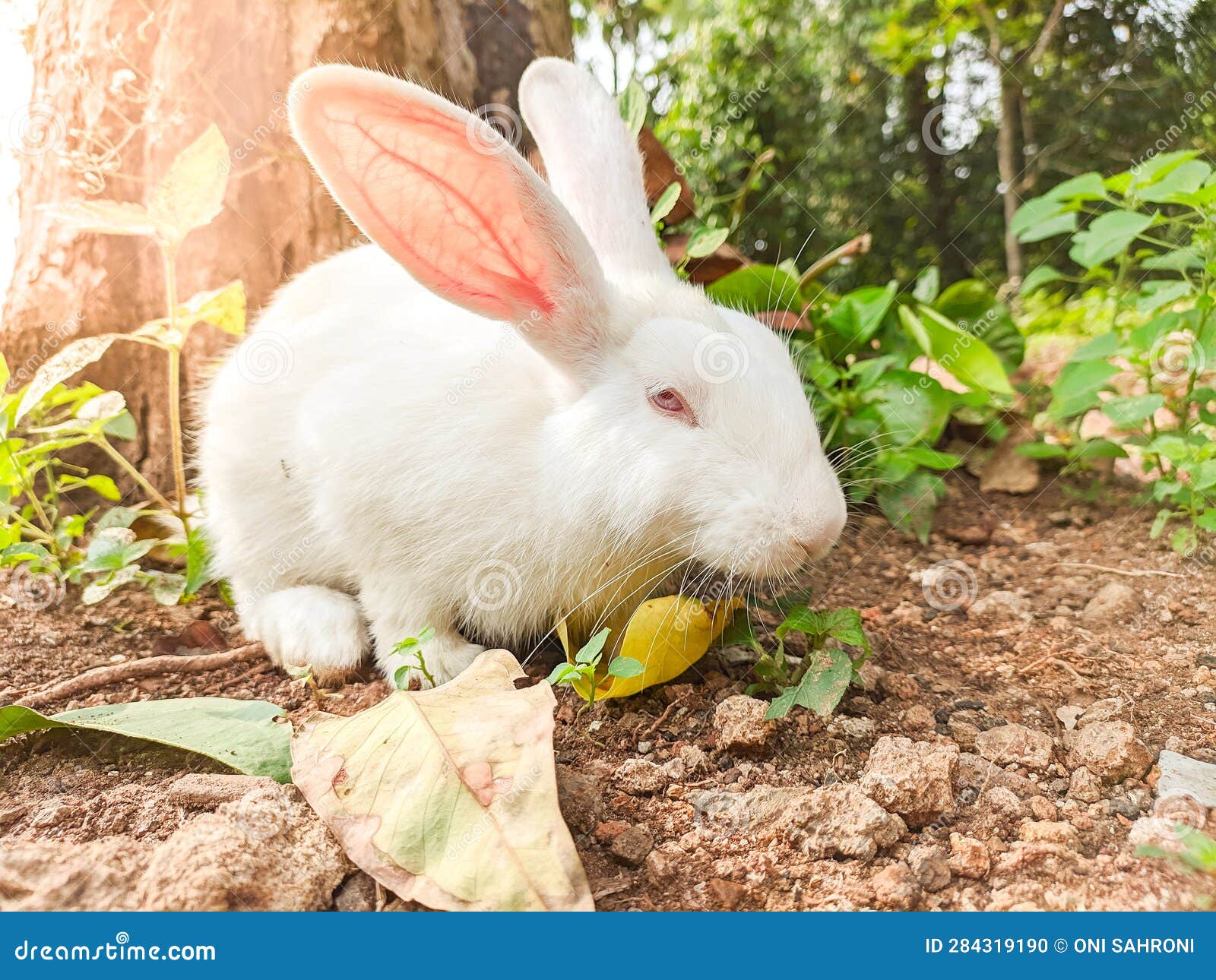 Little White Rabbit Looking for Food Stock Photo - Image of lawn ...