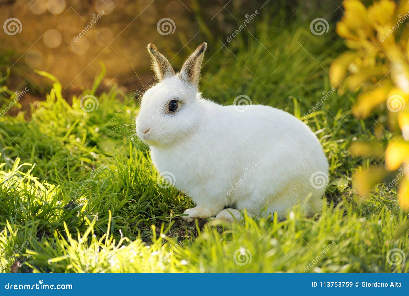 White rabbit in a meadow stock image. Image of happy - 113753759
