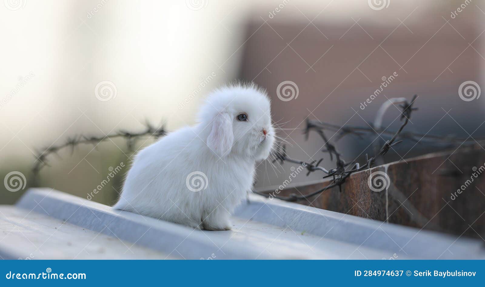 Little White Rabbit in Nature Stock Image - Image of hare, funny: 284974637