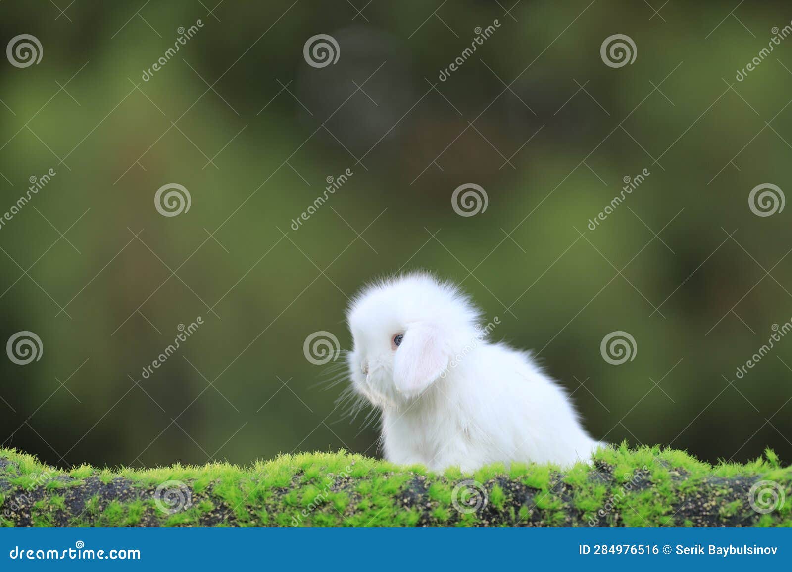 Little White Rabbit in Nature Stock Photo - Image of grass, playful ...