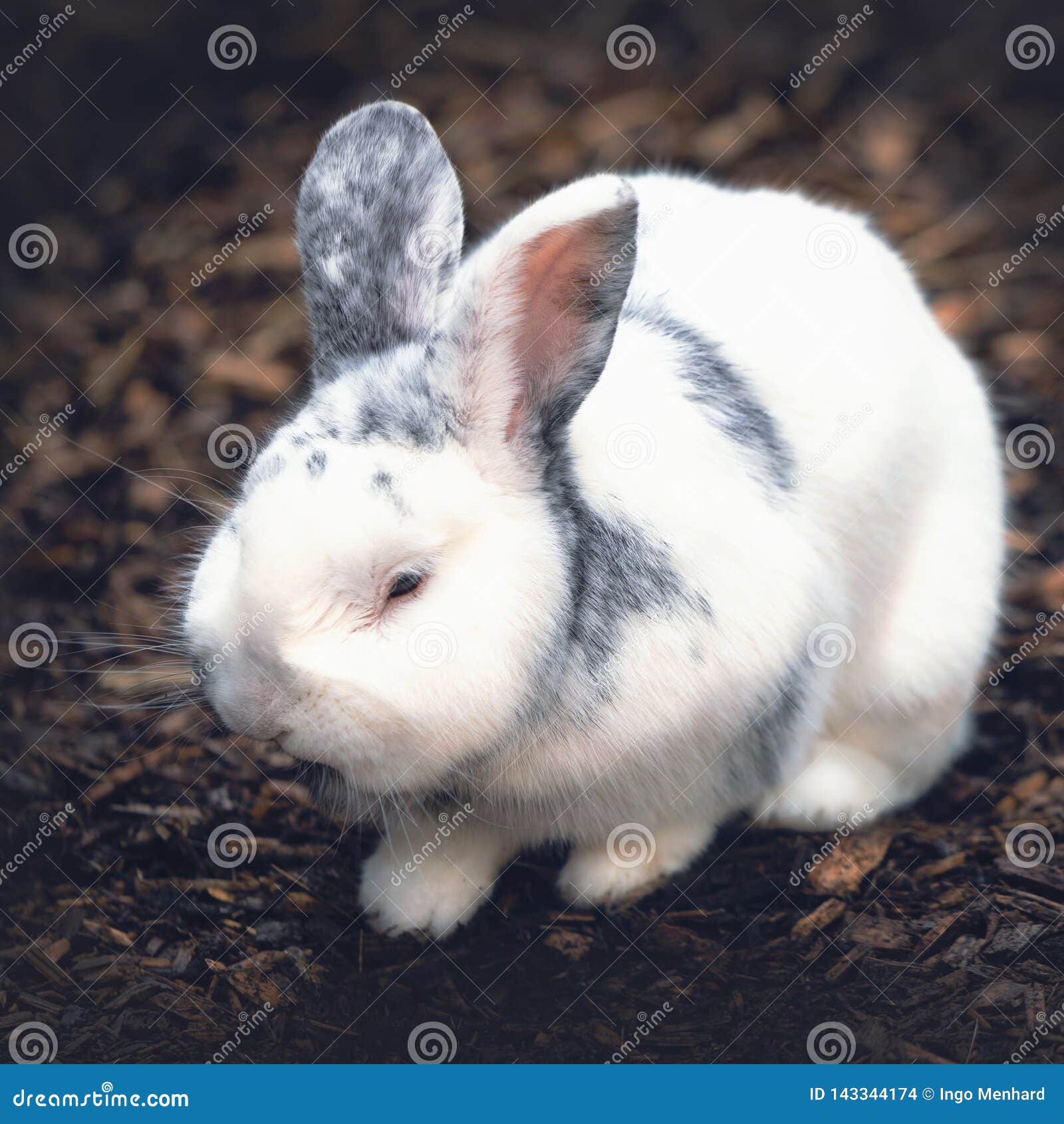White Rabbit Fur Stock Images - Download 20,296 Royalty Free Photos