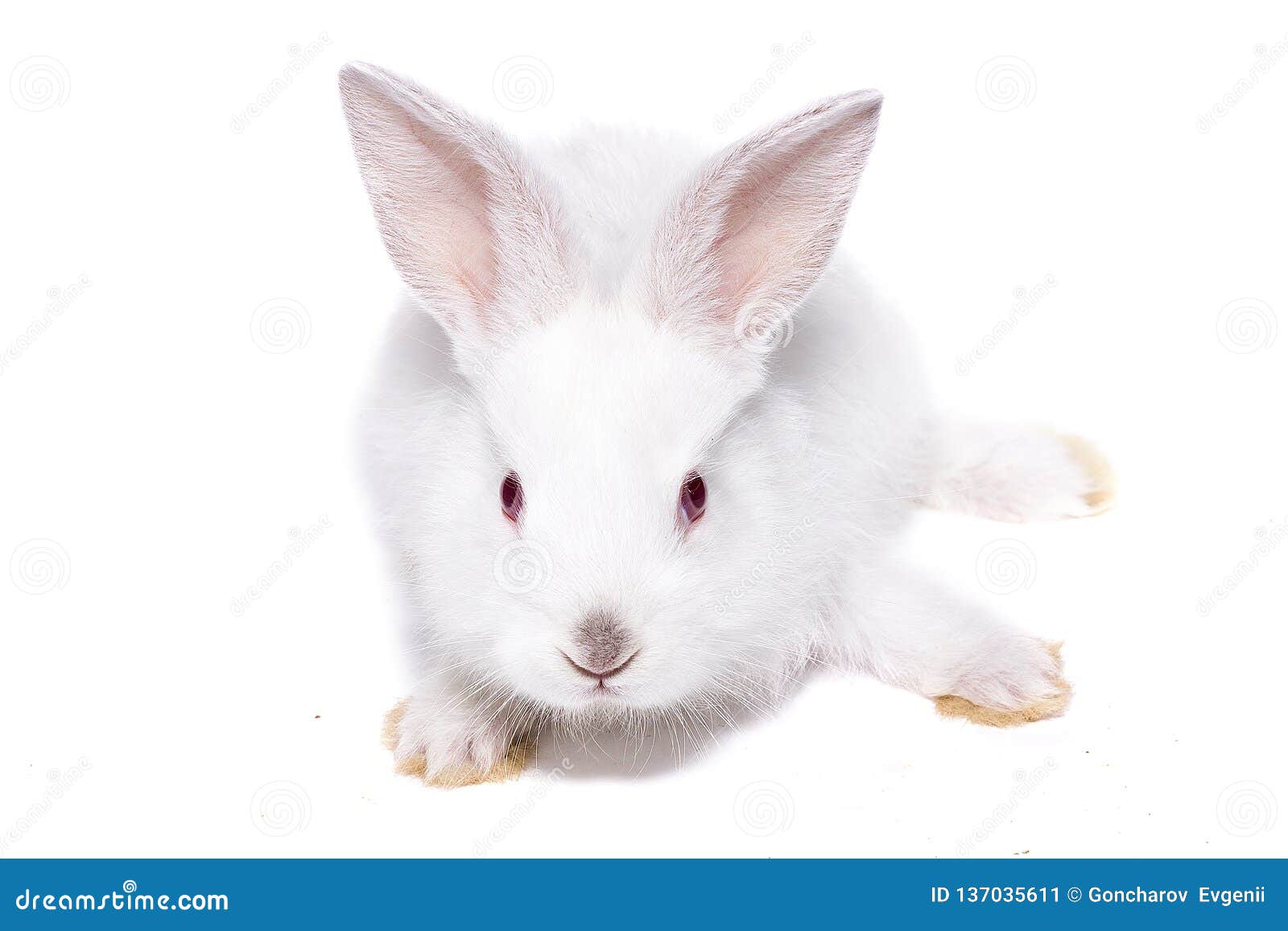 Little White Rabbit with Red Eyes, Isolate Stock Image - Image of ...