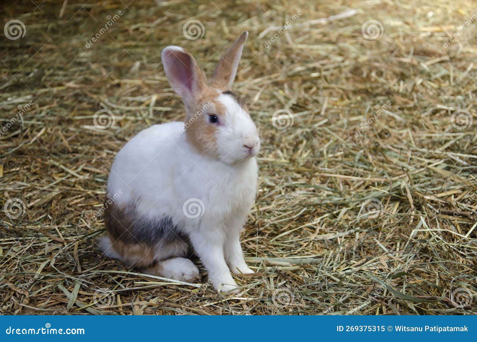 Little White Rabbit Sit on Grass, Farm Rabbit, Easter Bunny Stock Image ...