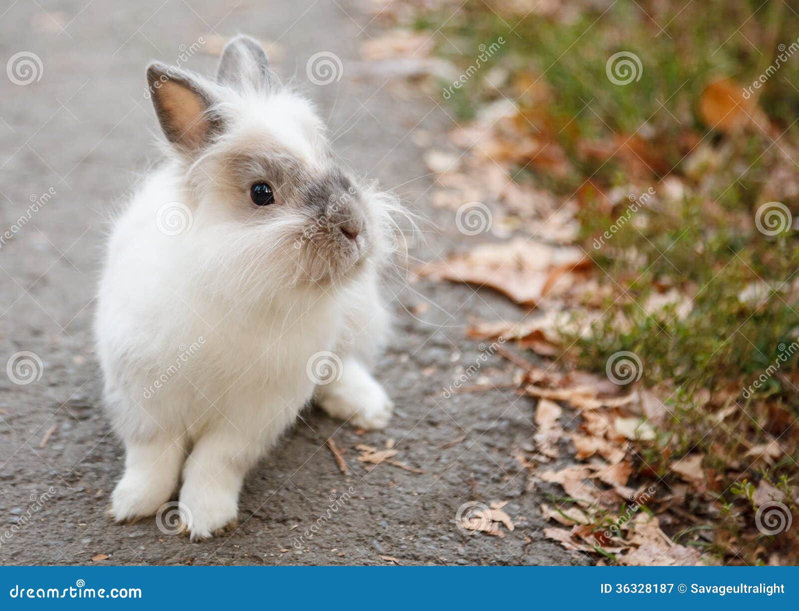 Little white rabbit stock image. Image of grass, road - 36328187