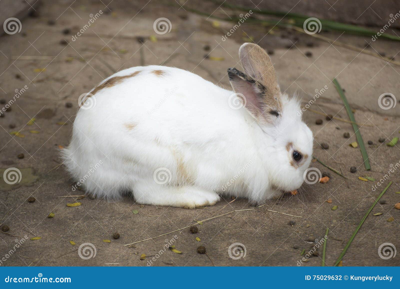 Little White Rabbit Sitting Stock Photo - Image of fluffy, playful ...