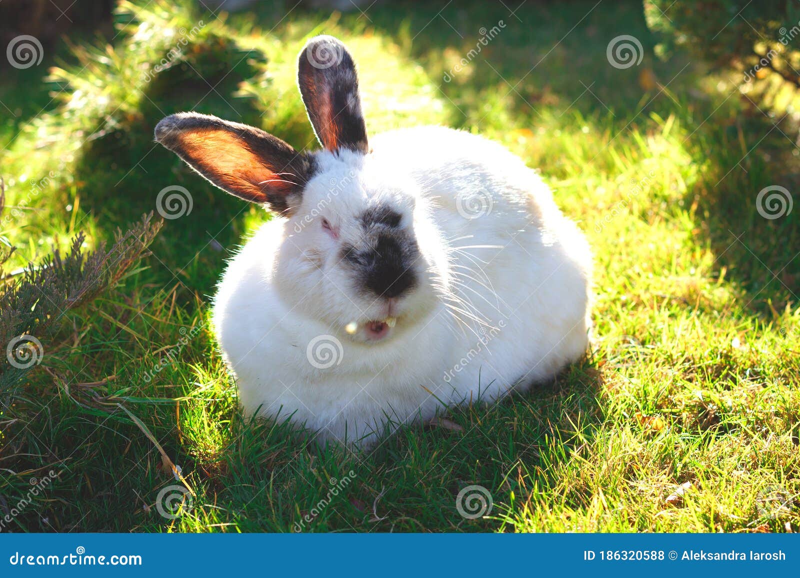 Little White Rabbit is Sitting on the Grass Stock Photo - Image of farm ...