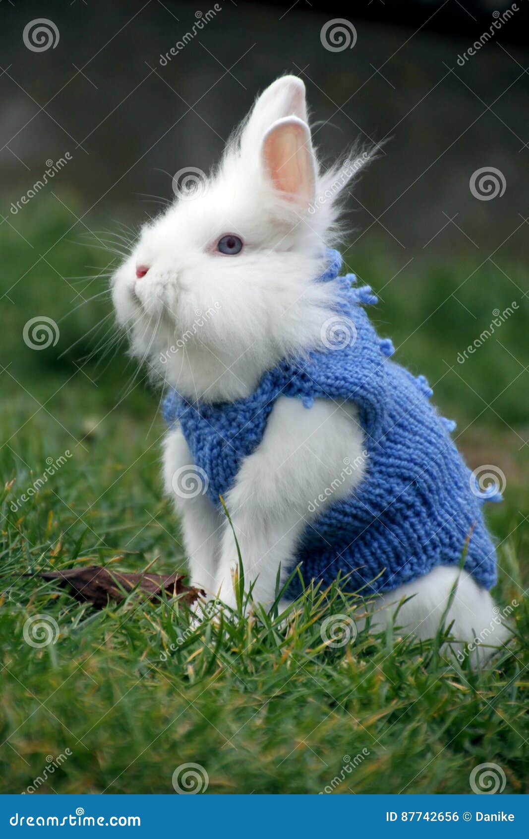Little White Rabbit Standing in Green Grass Stock Photo - Image of ...