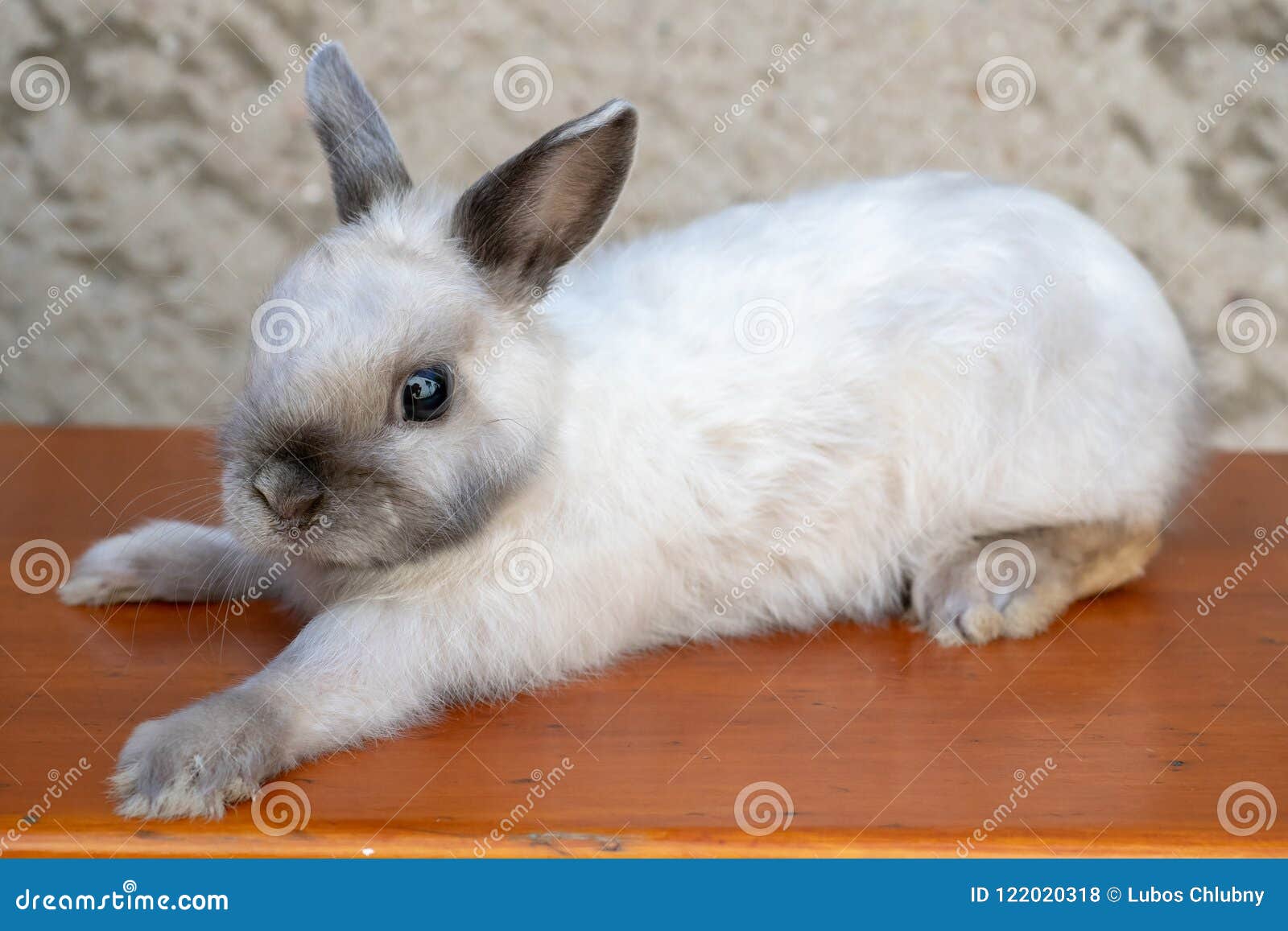 Little white rabbit stock photo. Image of little, sitting - 122020318