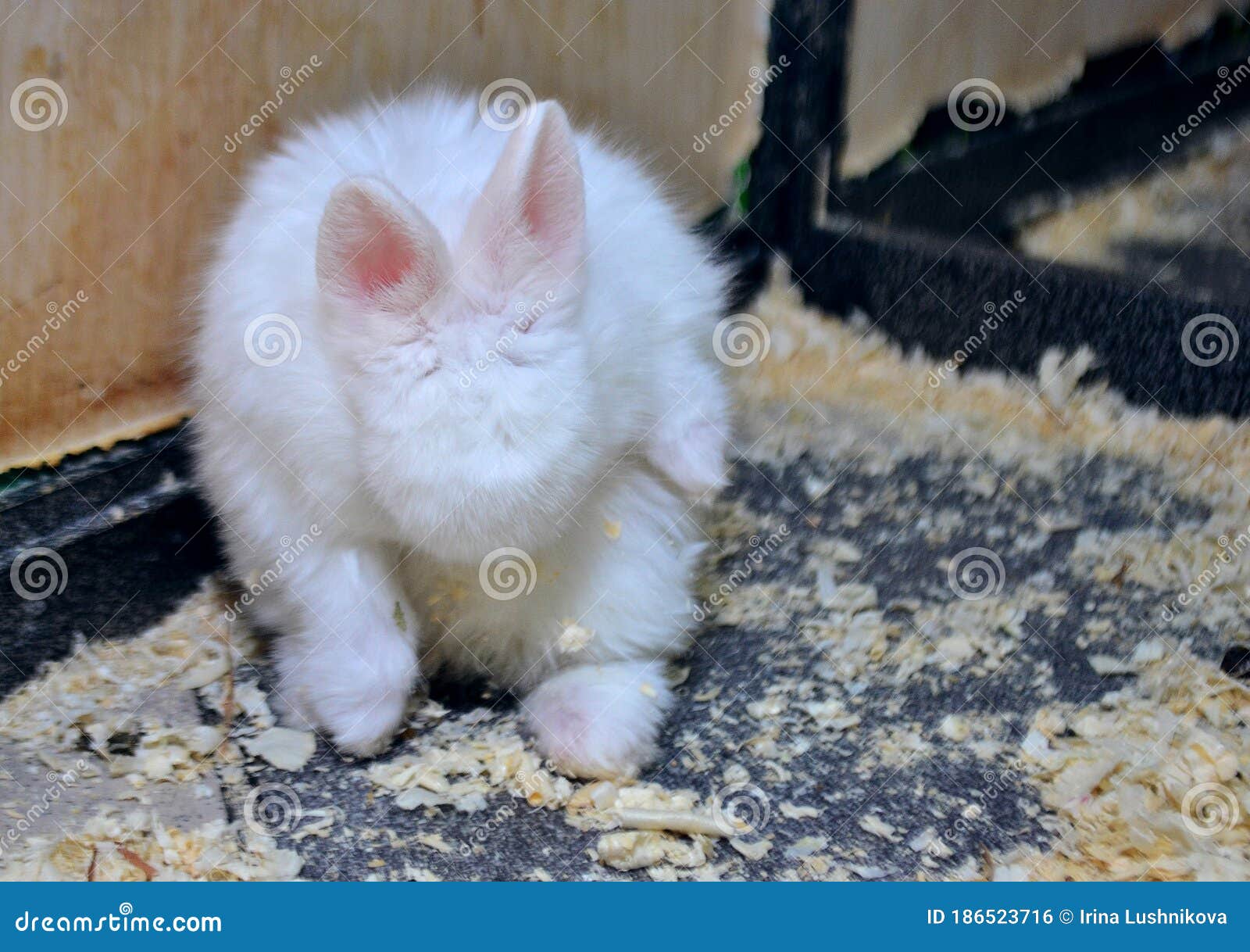 Little White Decorative Rabbit with Pink Ears Stock Photo - Image of ...