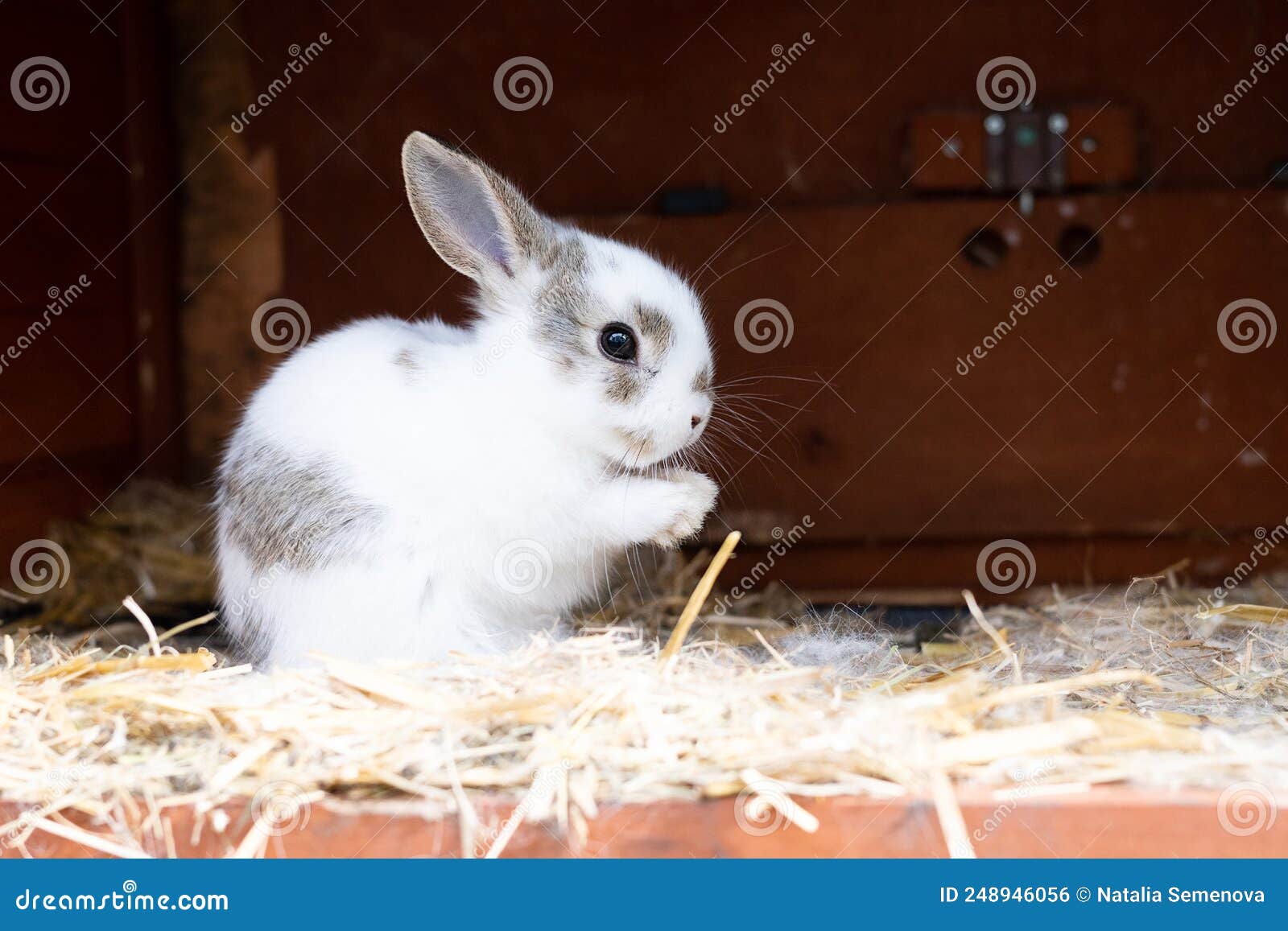 Little White Rabbit Washing Itself in Its Cage, Breeding Animals Stock ...
