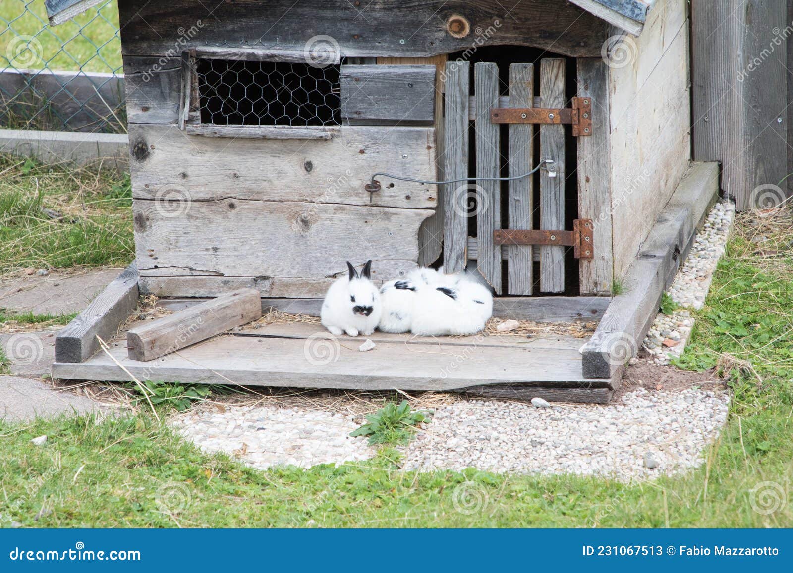 Rabbits Stand On Ground In Cage At Outdoor At Pfunds Village Royalty ...