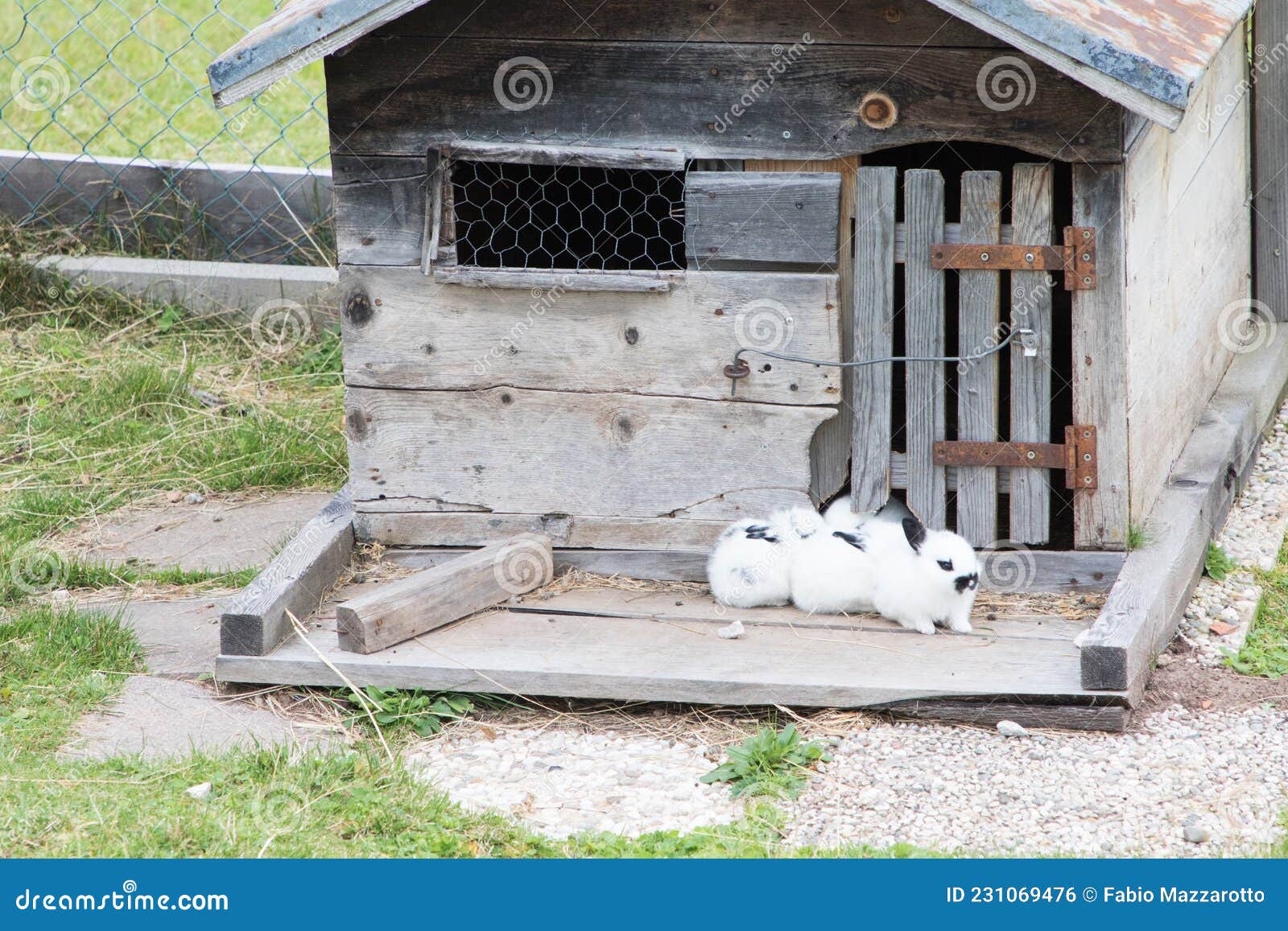 Little White Rabbits Stand in Front of Their Little House Stock Photo ...