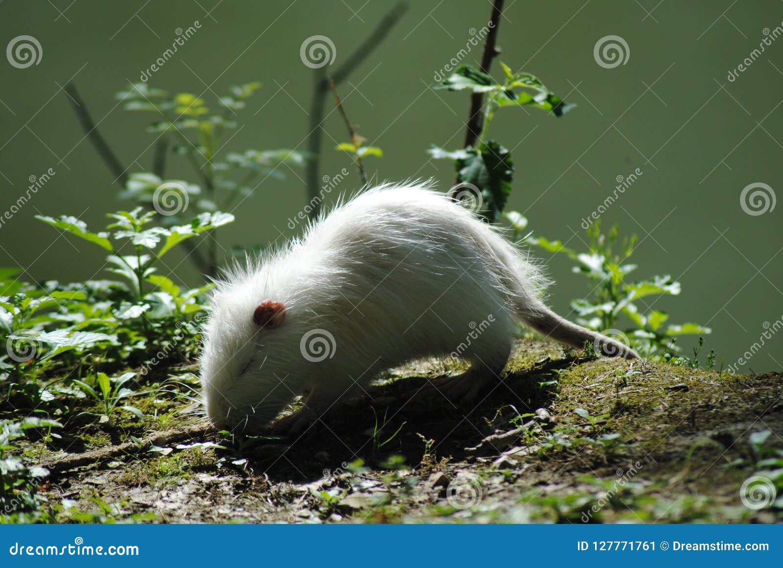 Little white rodent stock image. Image of grass, little - 127771761