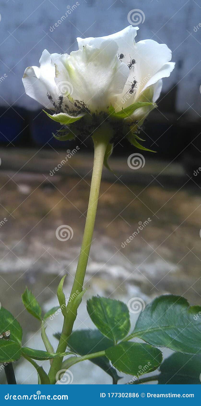 Little White Rose with Black Ants Stock Photo - Image of black, ants ...