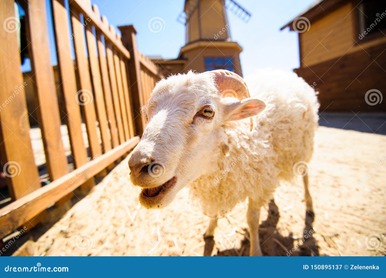 Little white sheep stock image. Image of mammal, white - 150895137