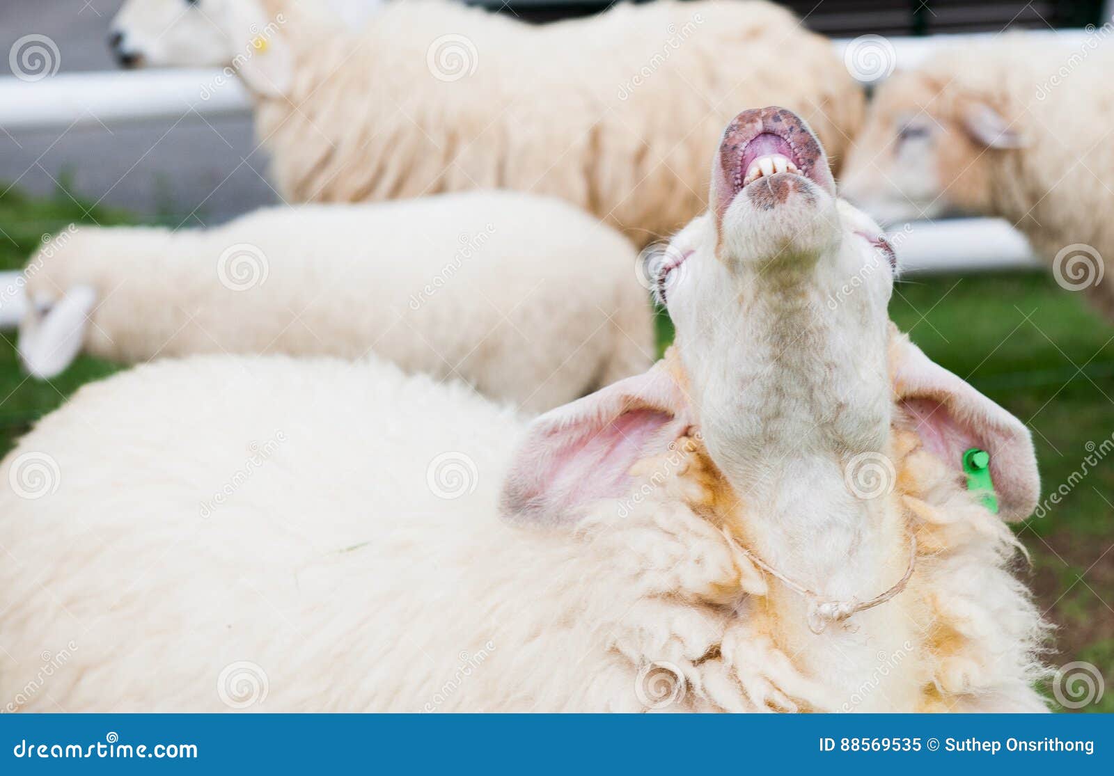 Little white sheep stock image. Image of grass, food - 88569535