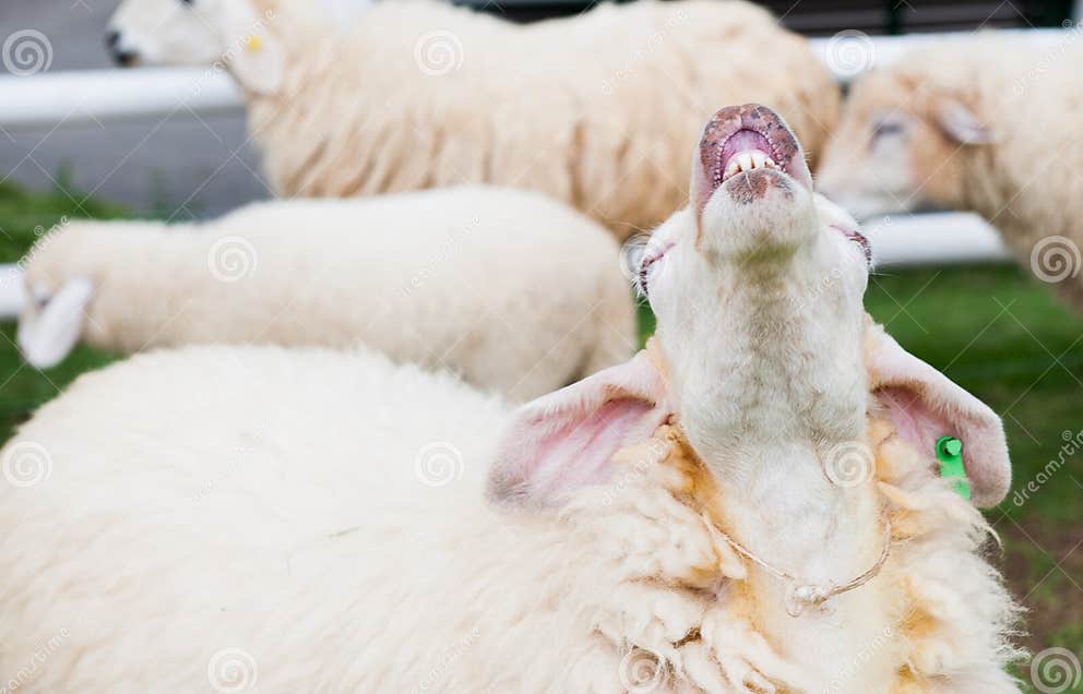 Little white sheep stock image. Image of grass, food - 88569535