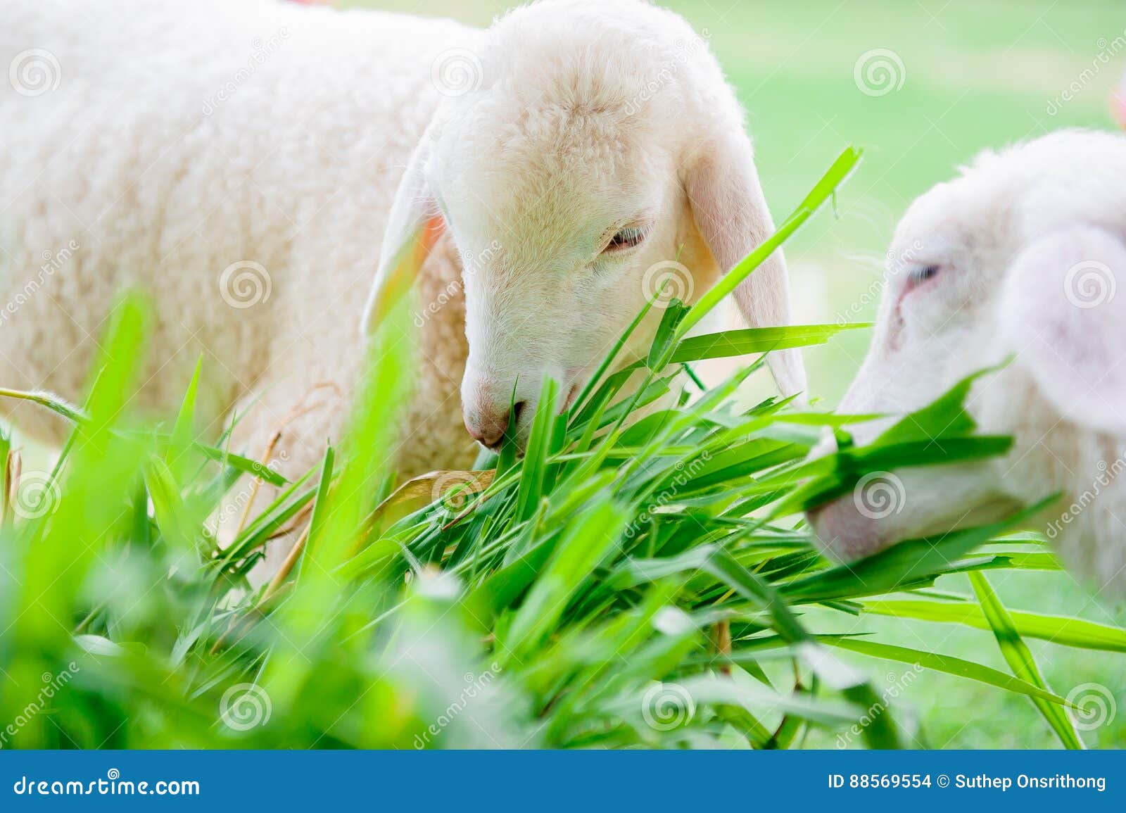 Little white sheep stock photo. Image of wallpaper, cute - 88569554