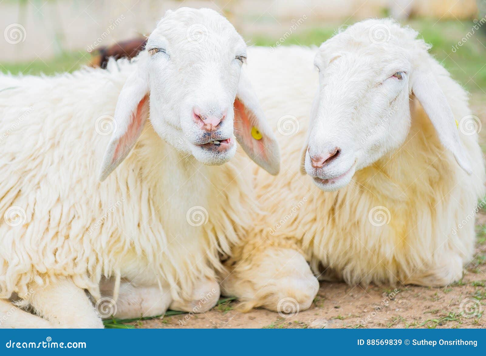Little white sheep stock image. Image of grass, cute - 88569839