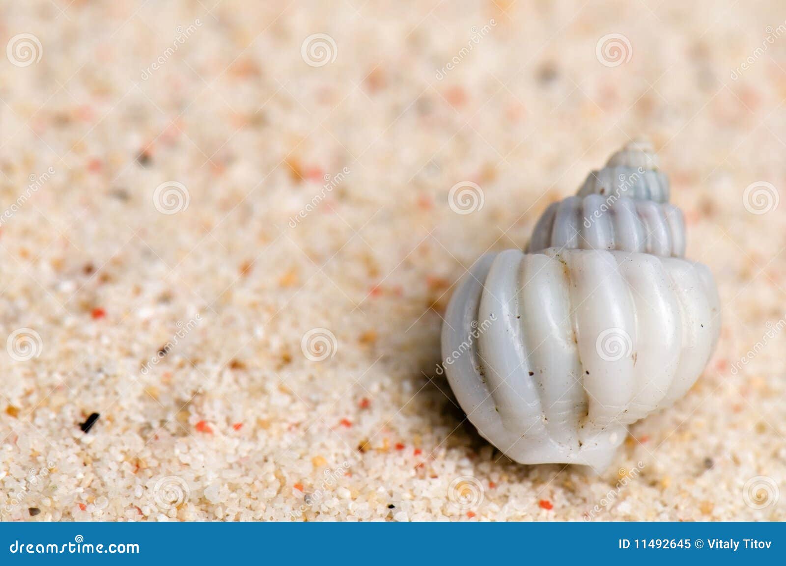 Little White shell stock image. Image of hermit, crab - 11492645