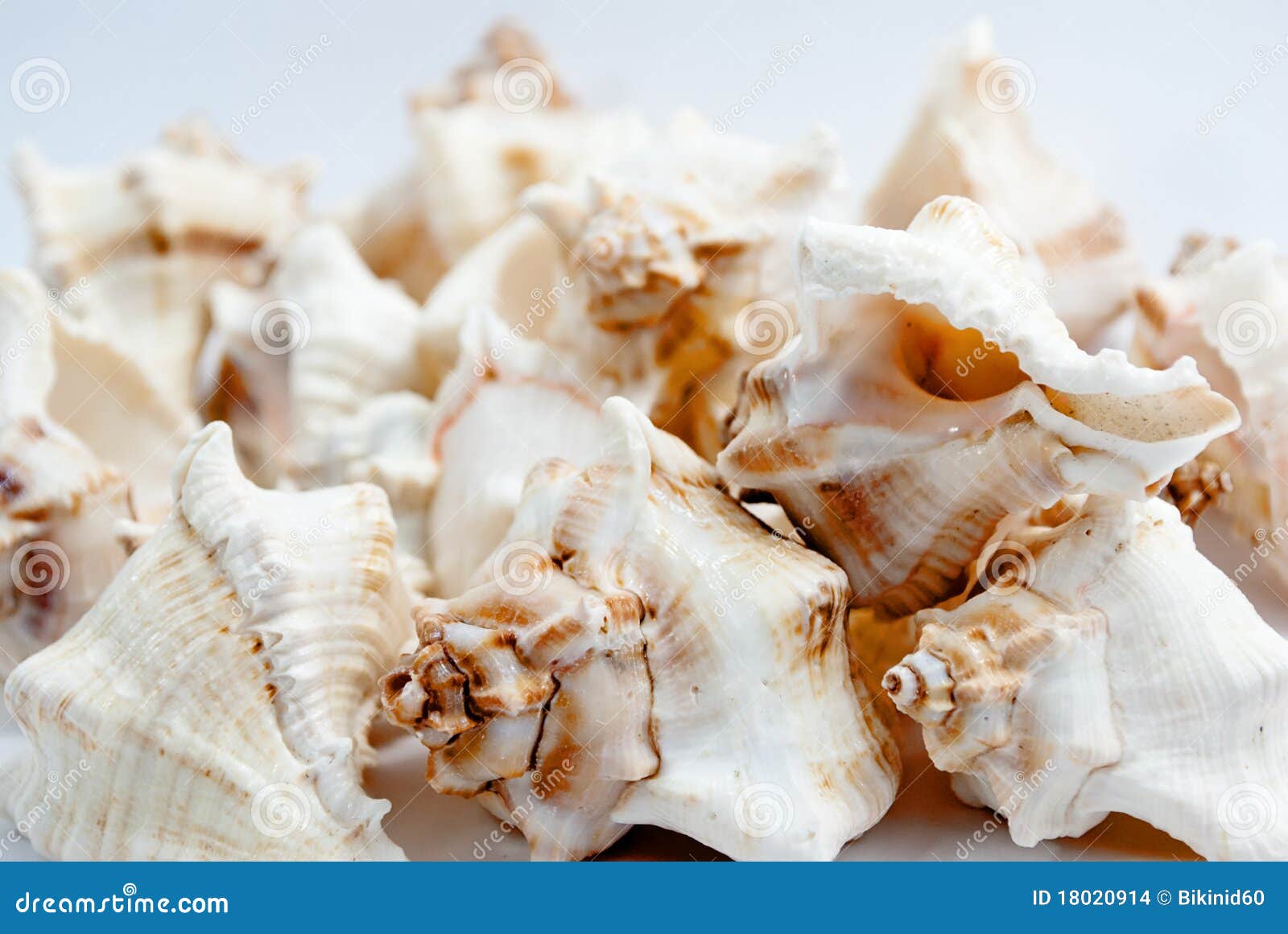 Little white shells. stock photo. Image of virgineus - 18020914